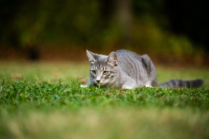 Gray Tabby Cat Ready To Pounce Stock Image - Image of pounce, shorhair ...
