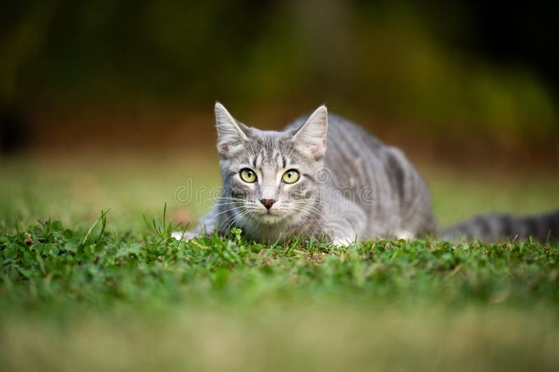 Gray Tabby Cat Ready To Pounce Stock Image - Image of laying, hunting ...