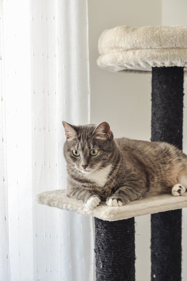 Gray Tabby Cat Relaxing at the Cat Tree Scratching Post Stock Image ...