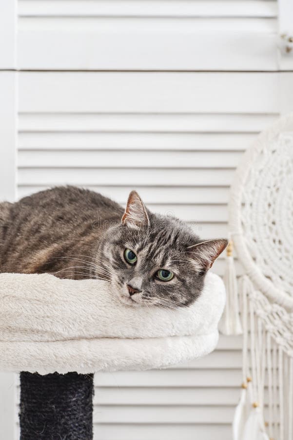Gray Tabby Cat Relaxing on Cat Tree Scratching Post Stock Image - Image ...