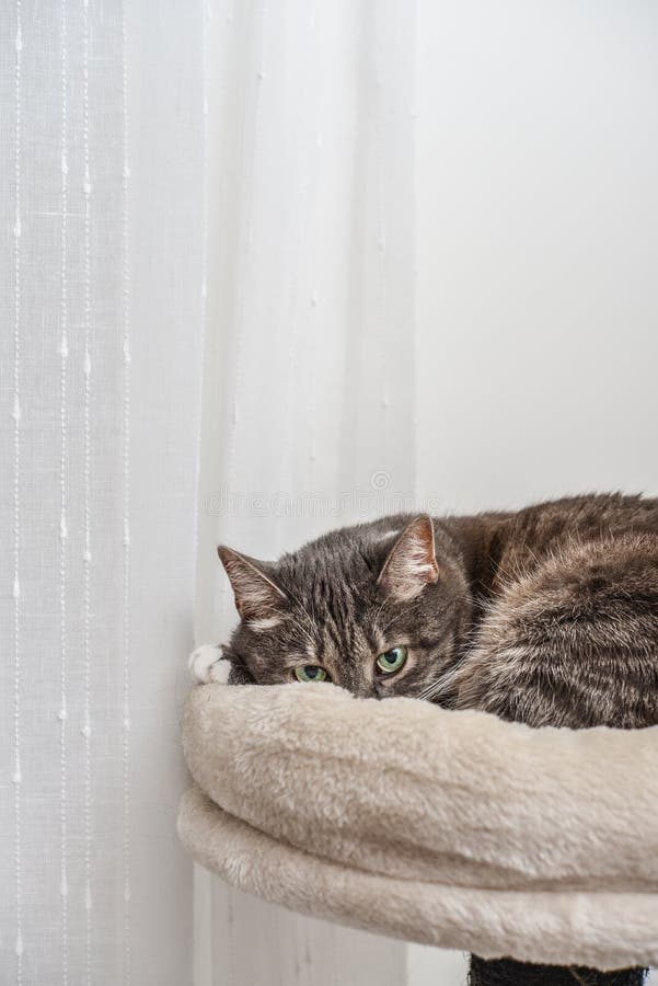 Gray Tabby Cat Relaxing on Cat Tree Scratching Post Stock Image - Image ...
