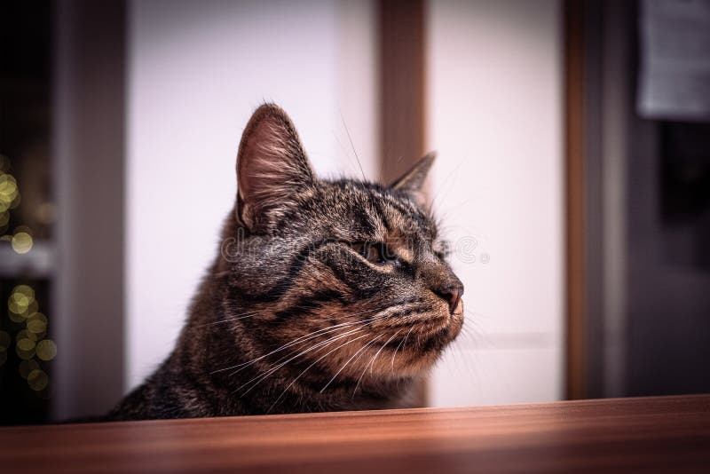 119 Cat Looking Over Table Stock Photos - Free & Royalty-Free Stock ...