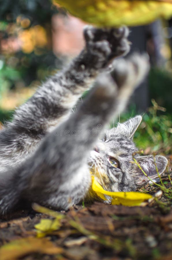 Gray Tabby Kitten is Funny Played with an Autumn Leaf, Vertical Photo ... Gray Tabby Kitten is Funny Played with an Autumn Leaf, Vertical Photo ...