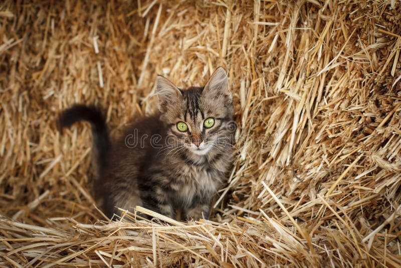 Gray Tabby Kitten on the Straw Stack Stock Image - Image of cute ...