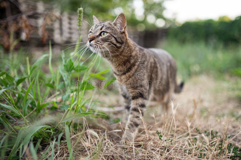 Gray tabby outdoor cat stock image. Image of nature - 252526261
