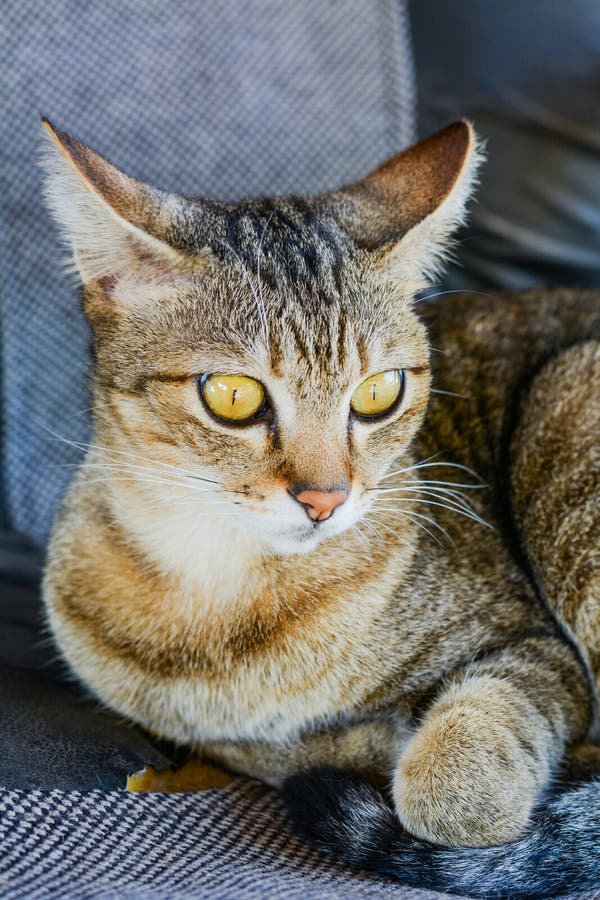 Gray tabby stock image. Image of grey, eyes, small, nature - 38978845