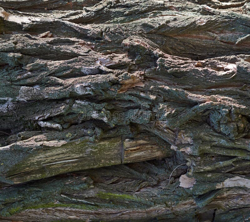 Gray Texture of Acacia Tree Bark, Full Frame Stock Photo - Image of ...