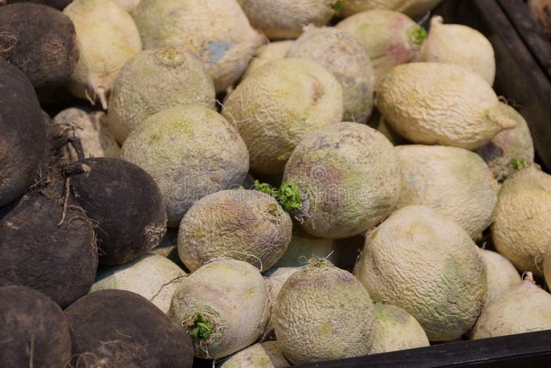 A Bunch of White Fresh Radish in a Box Stock Photo - Image of gourmet ...