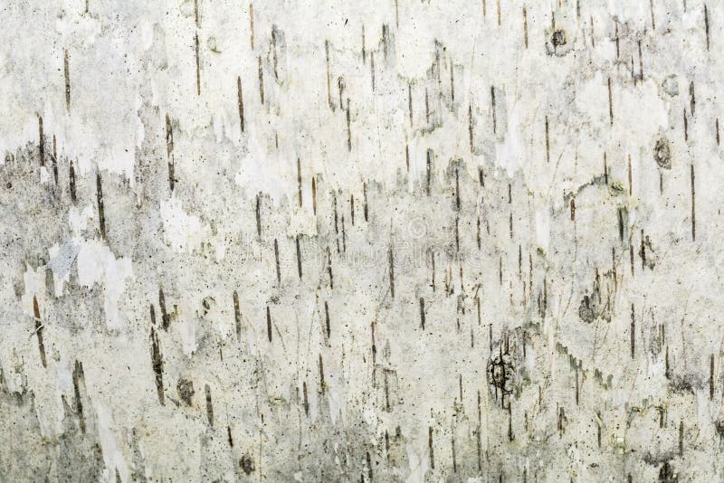Gray Texture of a Damp Birch Bark, Abstract Background Stock Photo ...