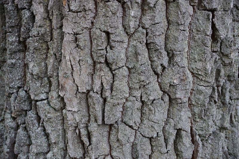 Gray Texture from the Dried Bark of a Large Old Oak Tree Stock Photo ...