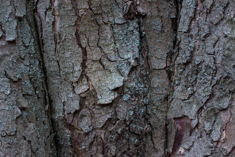 Gray Texture of Tree Bark with Dark Thin Cracks and Not Smooth Surface ...