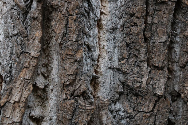 Gray Texture of Tree Bark in the Forest. Tree Background. Stock Photo ...