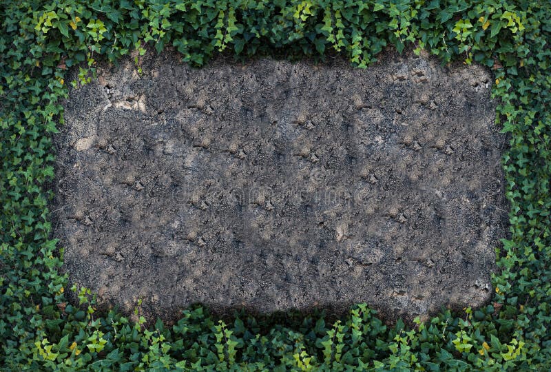 Gray Textured Wall with Creeper Stock Image - Image of garden, plant ...