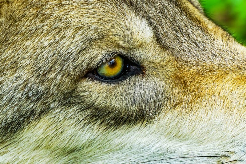Gray Timber Western Wolf Yellow-Auge Stockbild - Bild von grau, hund ...