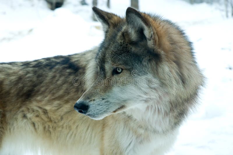 Gray or Timber Wolf stock image. Image of alert, canidae - 19601195
