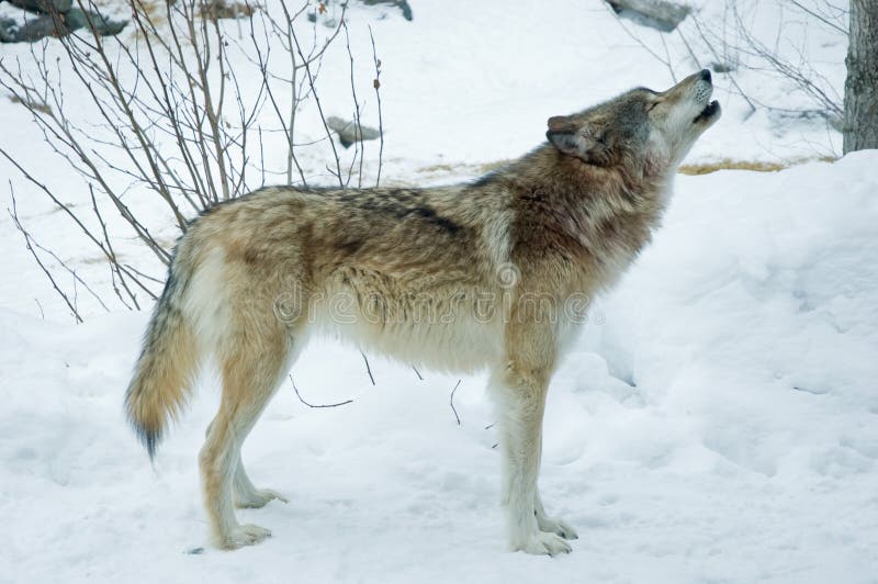 Timber Wolf Looking At Camera, Yellowstone National Park, Montana, Usa ...