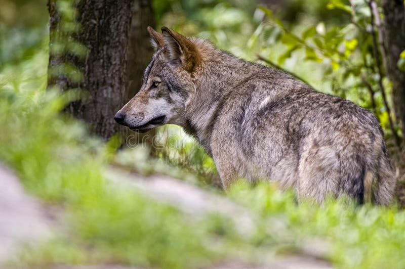 Wolf behind rock stock photo. Image of september, offend - 512628