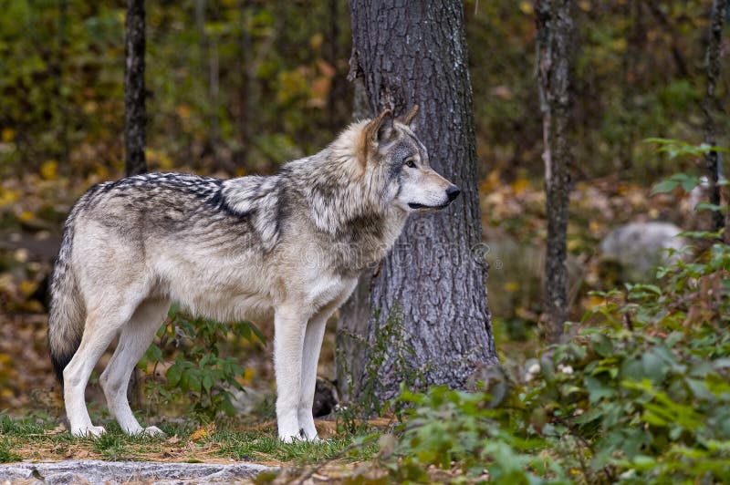 Gray Wolf in Forest Looking Right beside Tree,. Stock Photo - Image of ...