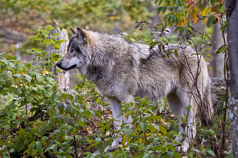 Gray Wolf Standing on a Rock. Stock Image - Image of wolves, grey ...