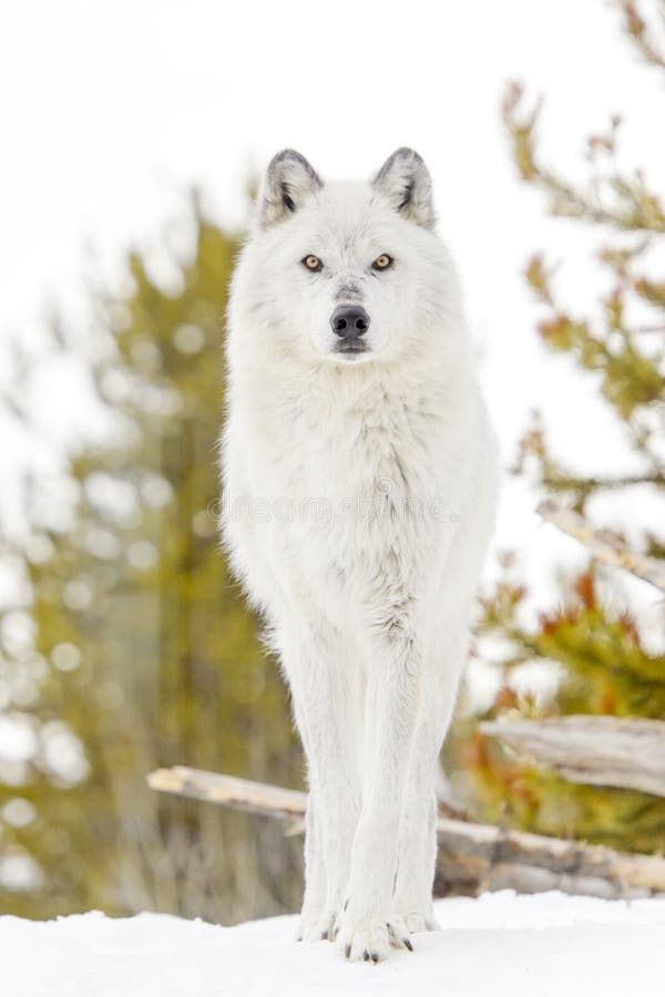 119 Timber Wolf Side View Stock Photos - Free & Royalty-Free Stock ...