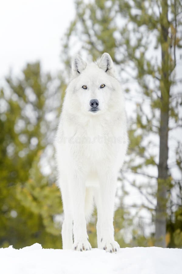 Gray Timber Wolf in Winter, Looking at Camera Low Angle Stock Photo ...