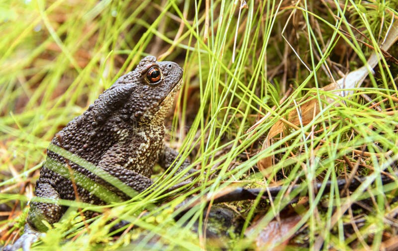 Gray Toad or Common Toad or Cowgirl in the Summer Forest Stock Photo ...