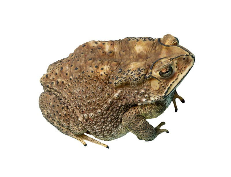 Gray Toad Isolated on White Background with Clipping Path Stock Image ...