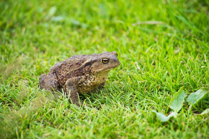 Toad , side view stock photo. Image of annoyed, ugly - 10343480