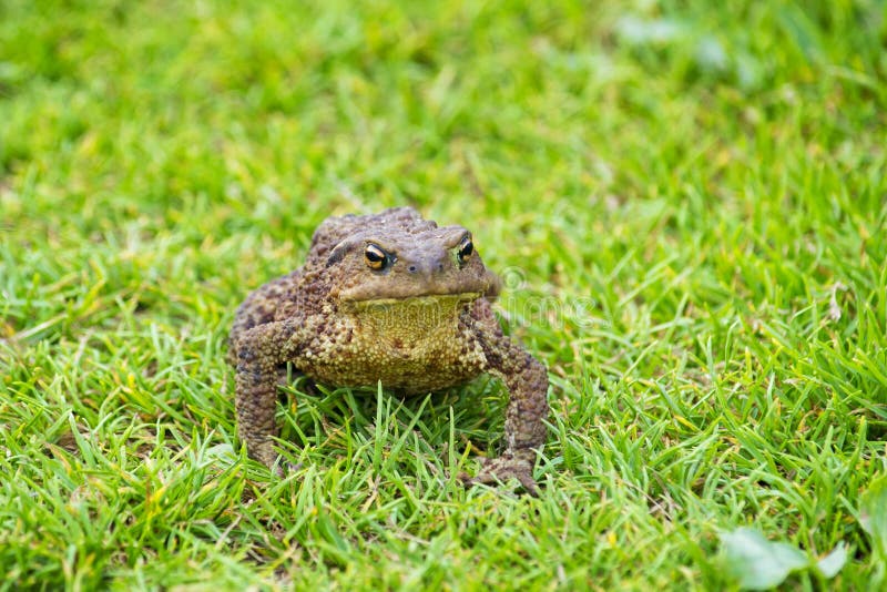 Toad Face stock photo. Image of funny, stare, staring - 15017390
