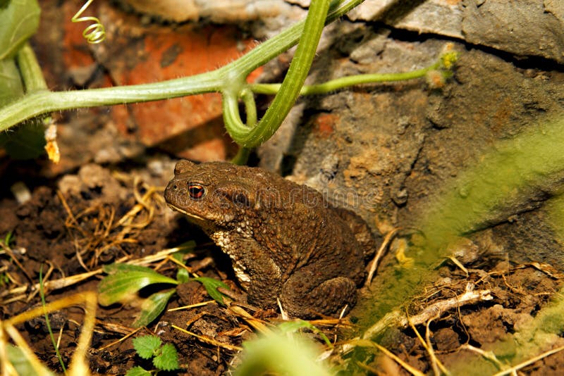 Gray Toad with Warts among Green Plants in Greenhouse Stock Photo ...