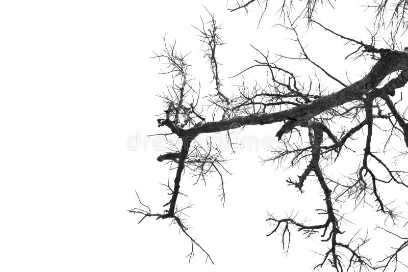 Gray tone of dead tree. stock image. Image of reach, environmental ...