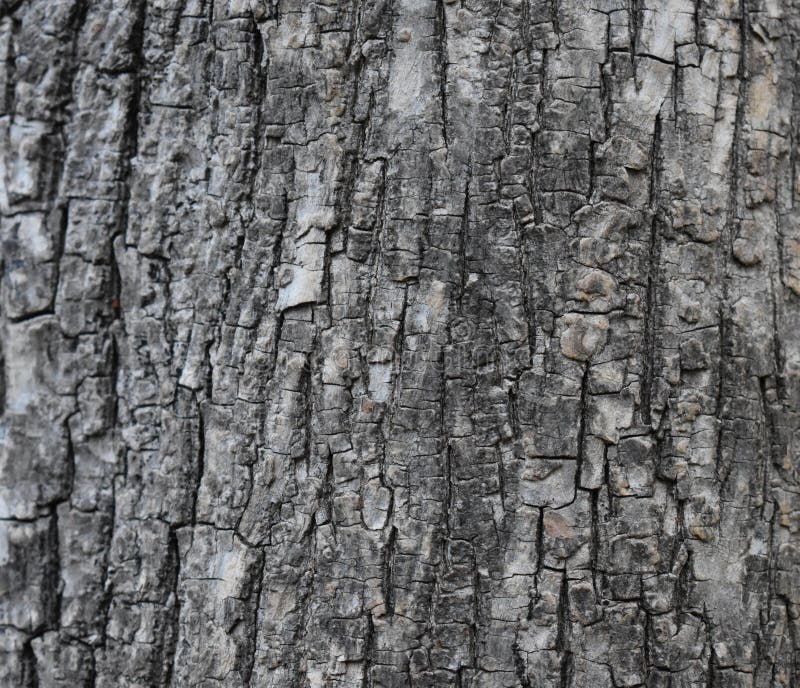 Gray tree bark. stock photo. Image of brown, plant, wooden - 188513172