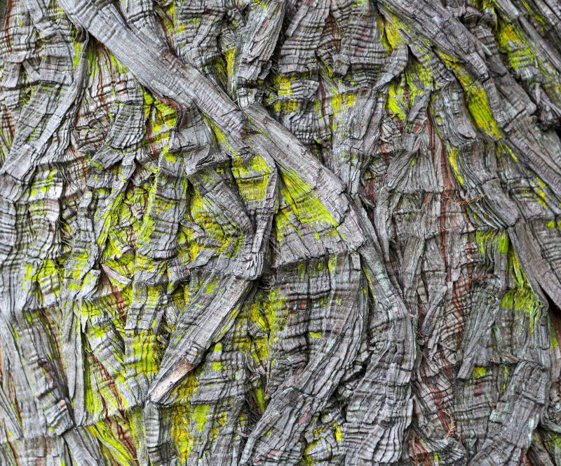Mold on the bark of a tree stock photo. Image of take - 109162054