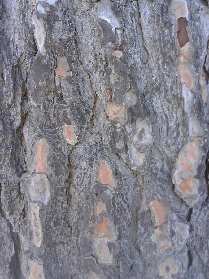 Gray Tree Bark Pattern Background Stock Photo - Image of bark, gray ...