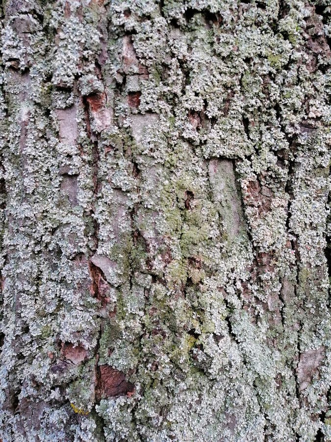 Gray Tree Bark Textured Background Images. Mossy Tree Bark Stock Photo ...