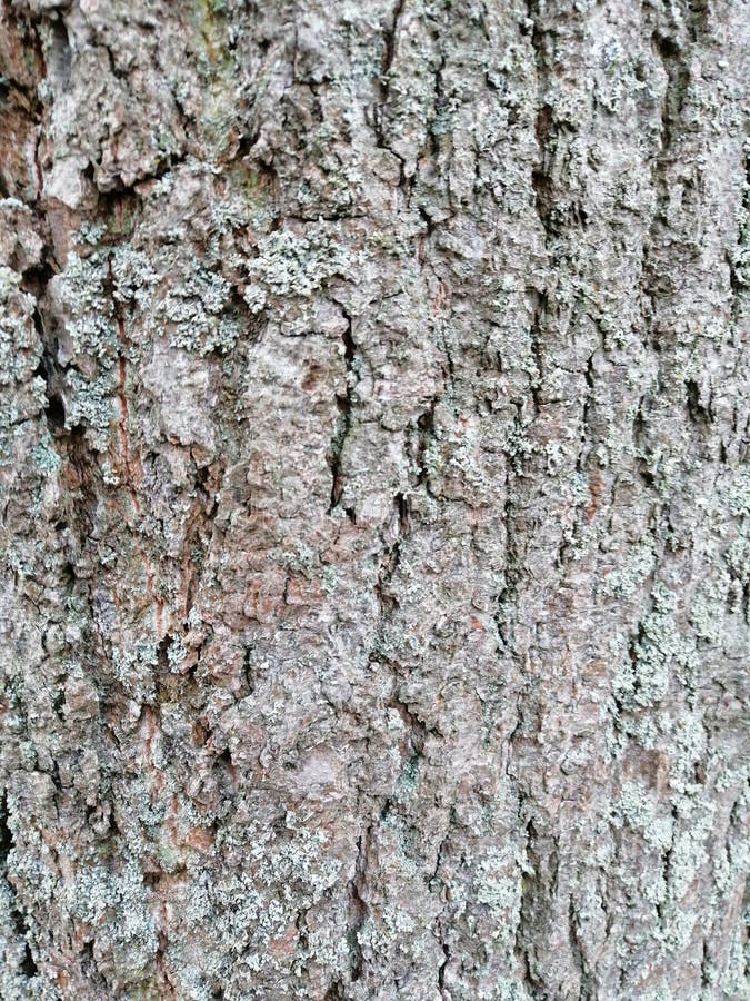 Gray Tree Bark Textured Background Images. Mossy Tree Bark Stock Image ...