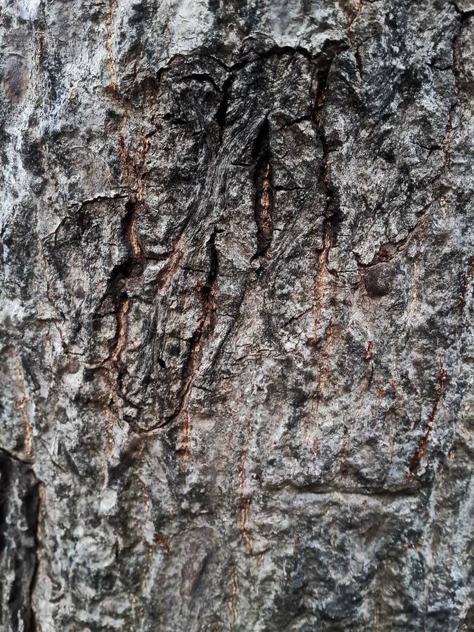 Gray Tree Bark in the Wild Forest Stock Photo - Image of comprehensive ...