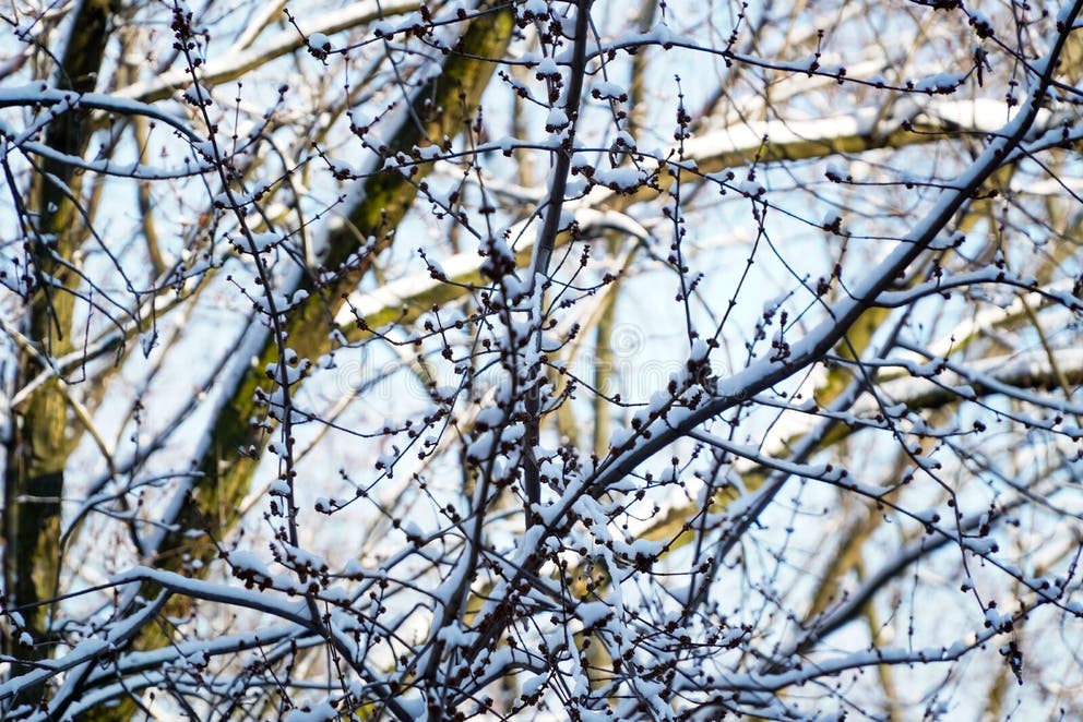 Gray Tree Branches Covered with the First Snow Stock Image - Image of ...