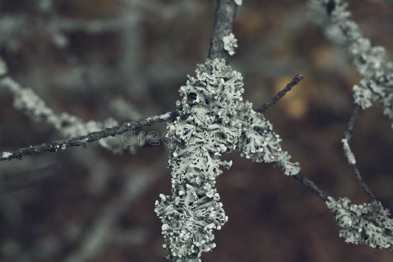 Gray Tree Branches Covered with Moss in the Forest. Close Up. Beautiful ...