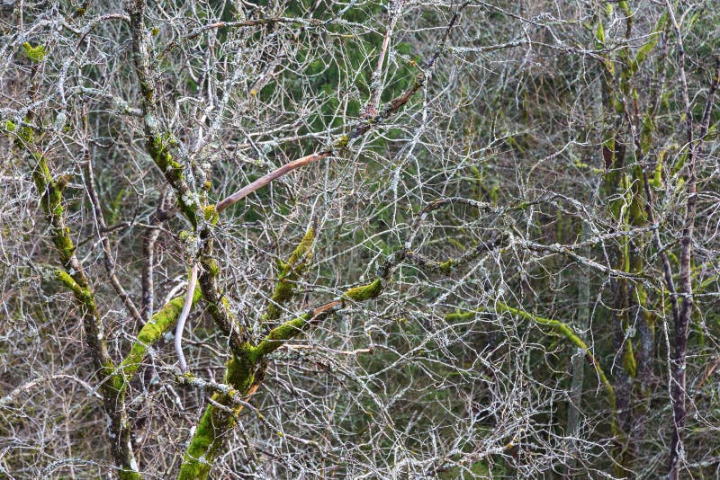 Gray tree branches stock image. Image of spring, trees - 79051811