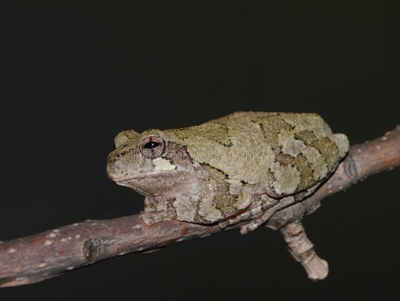 Gray Tree Frog (Hyla Chrysoscelis) Stock Image - Image of pets, cope ...