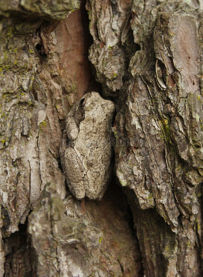 Gray Tree Frog Hyla Chrysoscelis on Pine Tree in Eastern Texas ...