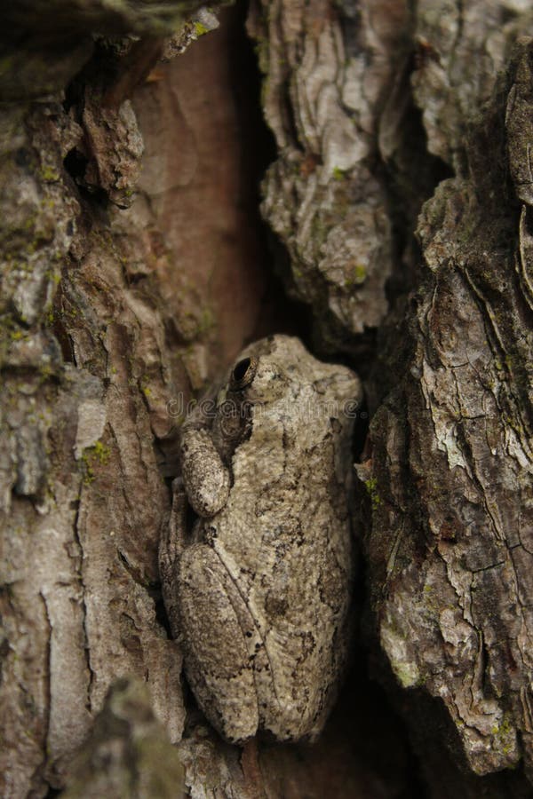Gray Tree Frog Hyla Chrysoscelis on Pine Tree in Eastern Texas ...