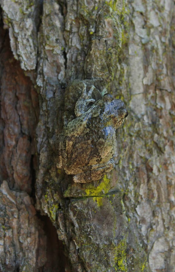 Gray Tree Frog Hyla Chrysoscelis on Pine Tree in Eastern Texas Stock ...