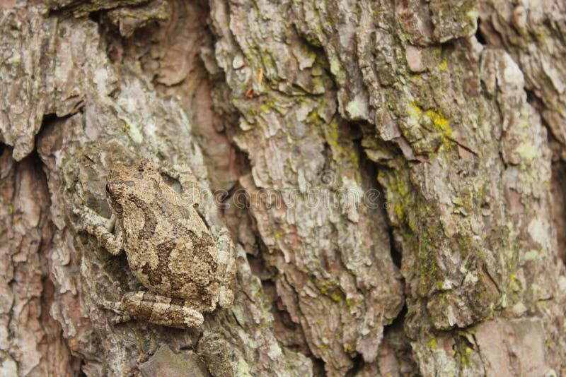 Gray Tree Frog Hyla Chrysoscelis on Pine Tree in Eastern Texas Stock ...