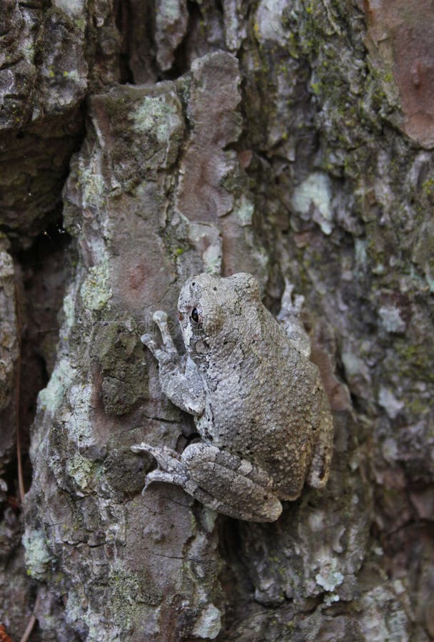 Gray Tree Frog Hyla Chrysoscelis on Pine Tree in Eastern Texas Stock ...