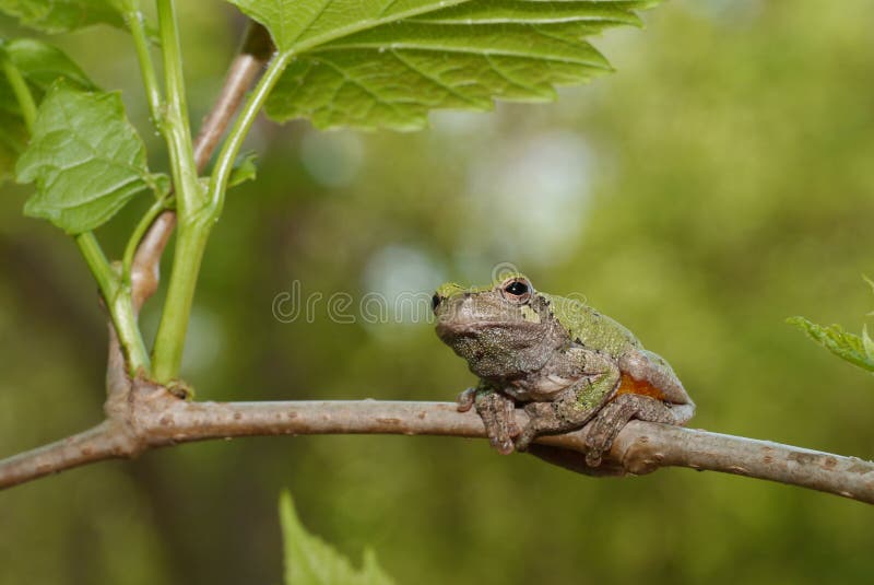 Two Australian tree frogs stock image. Image of animal - 7821609