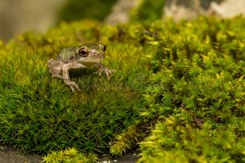 Gray Tree Frog Metamorph stock photo. Image of colorful - 90183430