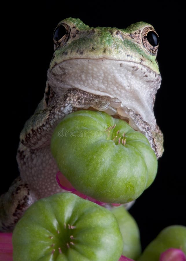 Gray tree frog portrait stock photo. Image of vertical - 10742128