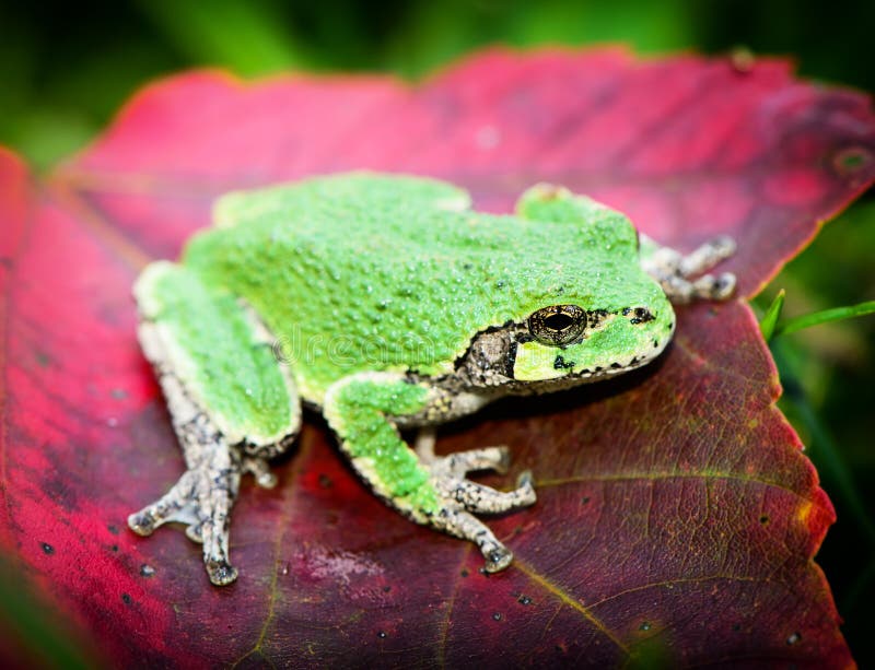 Gray Tree Frog on Red Leaf - Eye Stock Photo - Image of versicolor ...